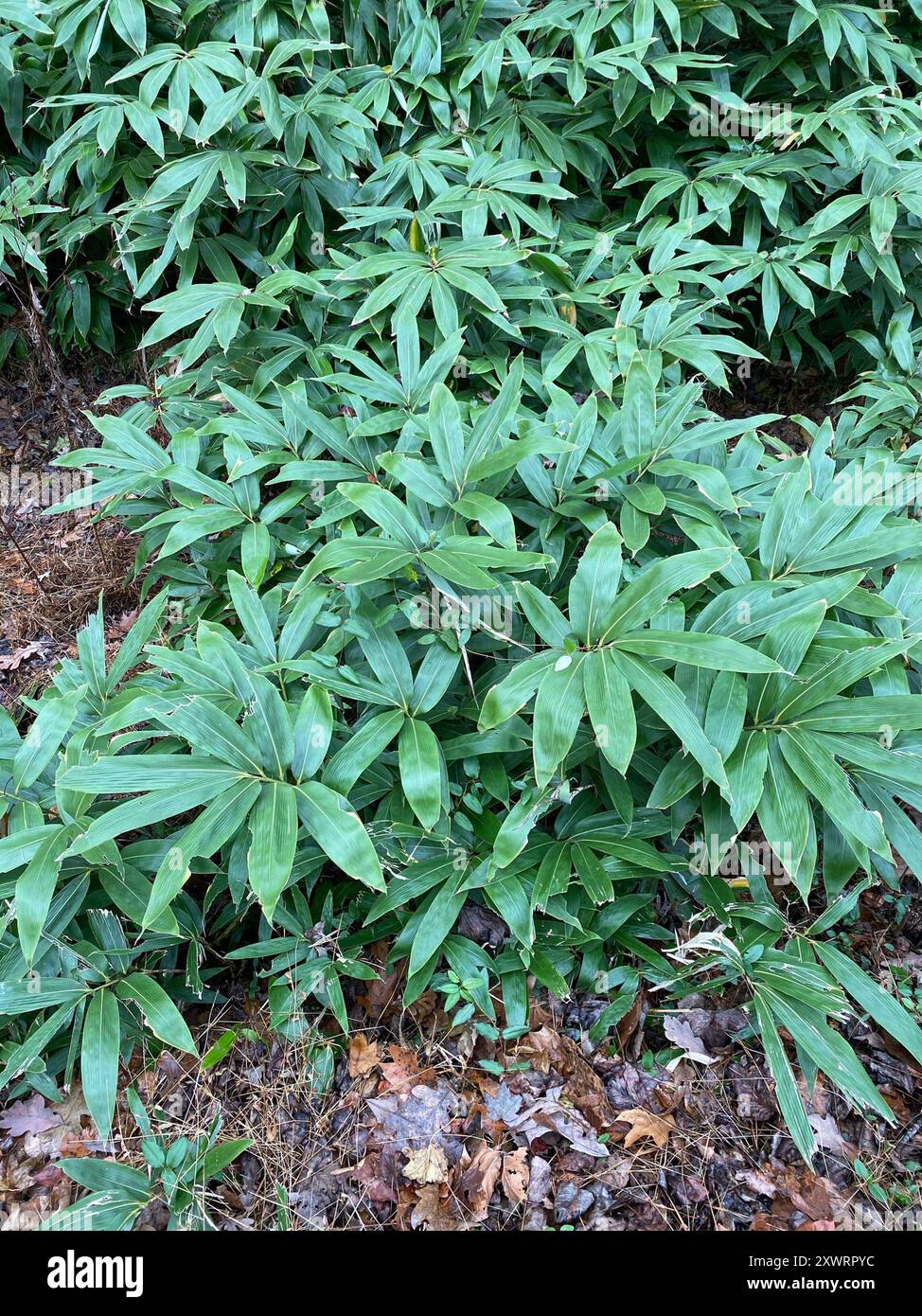 Broad-leaved Bamboo (Sasa palmata) Plantae Stock Photo - Alamy