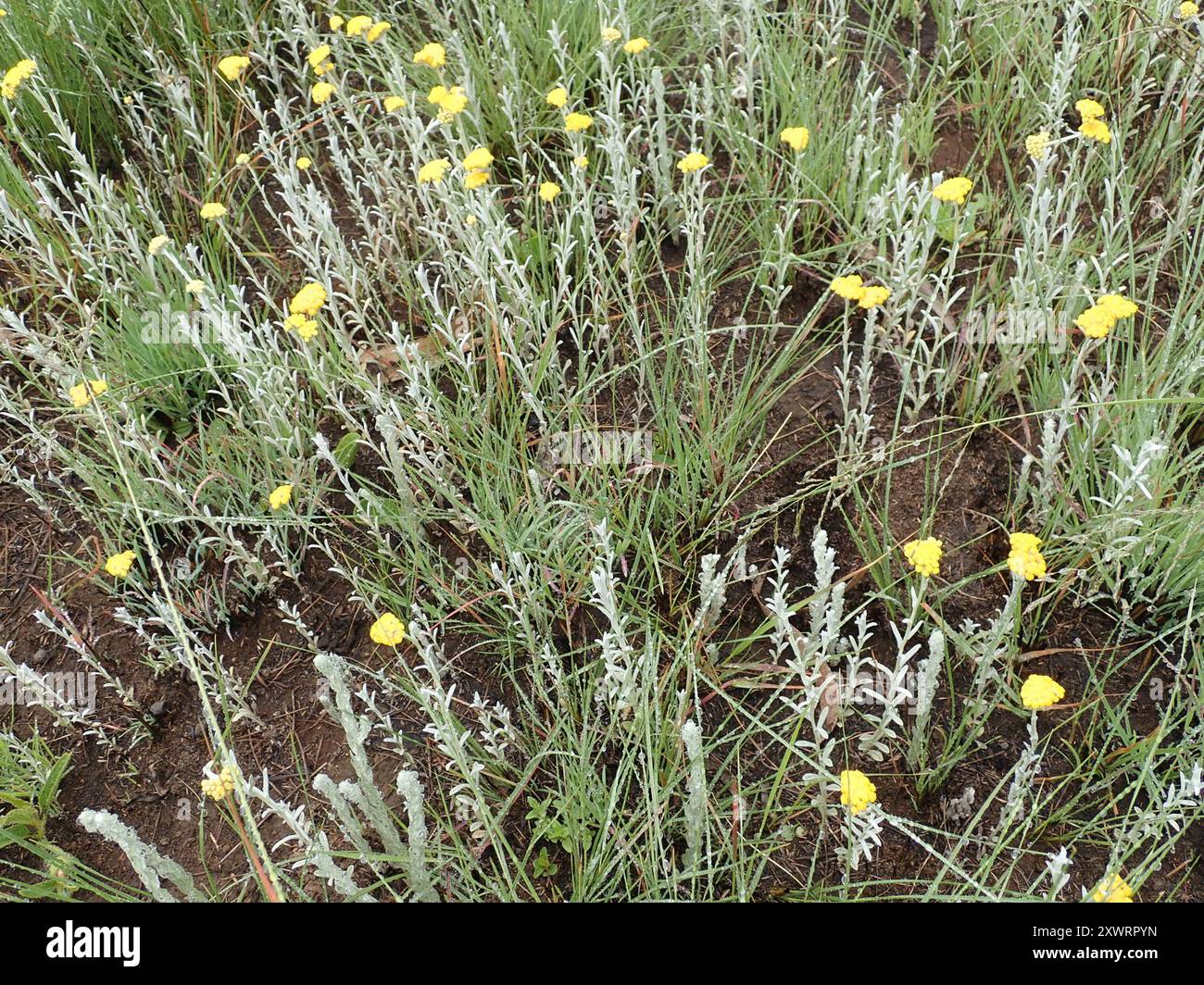 Golden Everlasting (Helichrysum aureonitens) Plantae Stock Photo - Alamy
