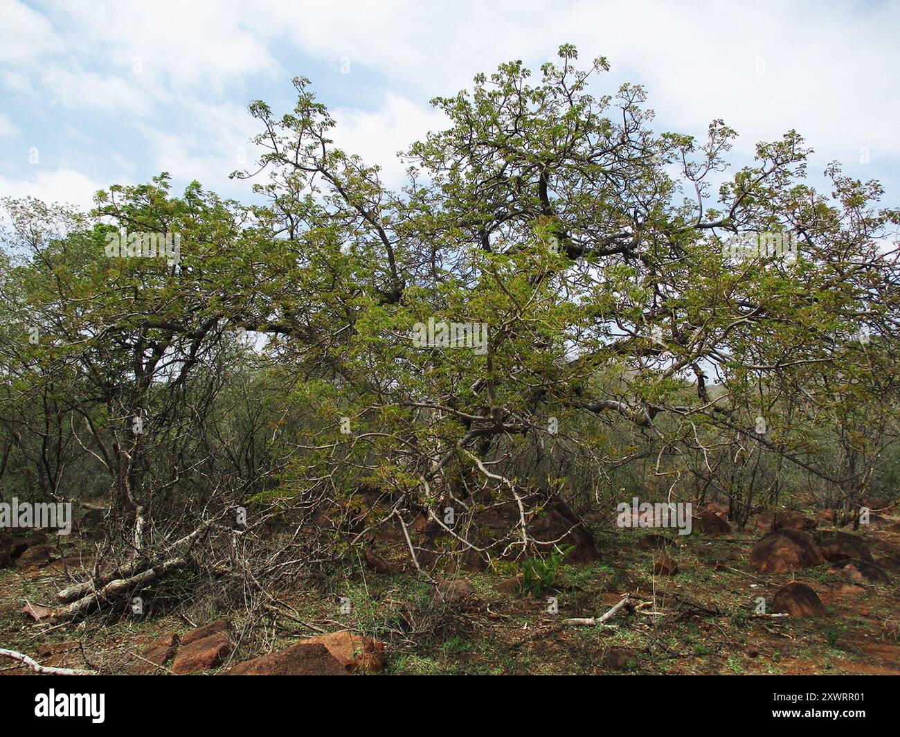 Sclerocarya caffra hi-res stock photography and images - Alamy