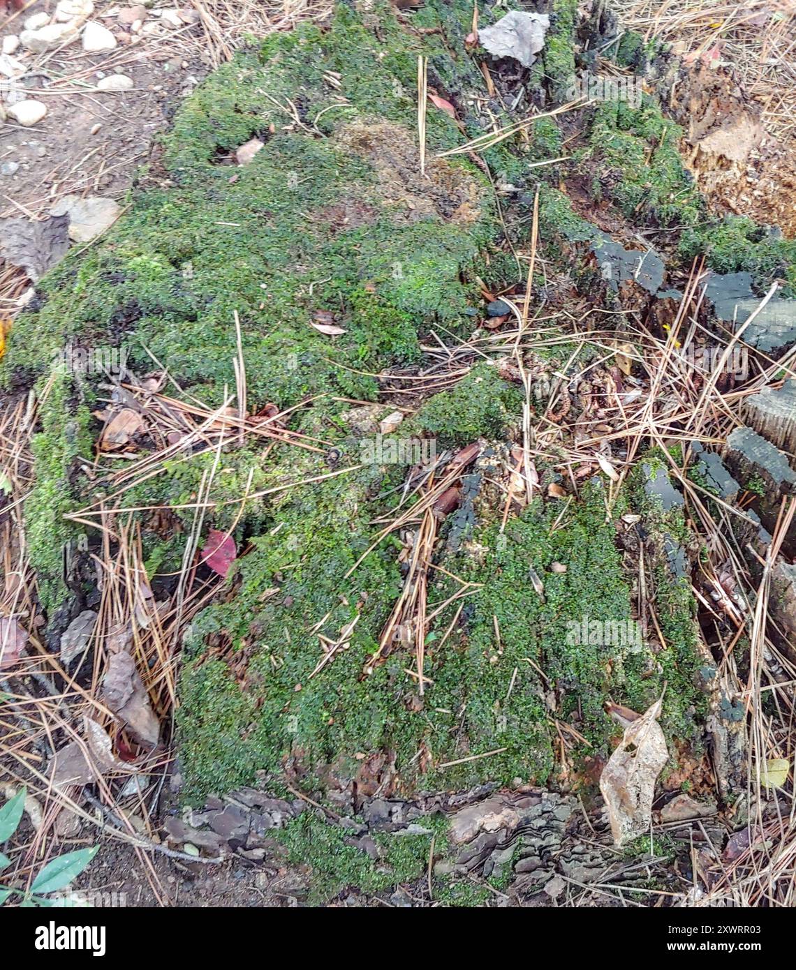 delicate fern moss (Thuidium delicatulum) Plantae Stock Photo - Alamy