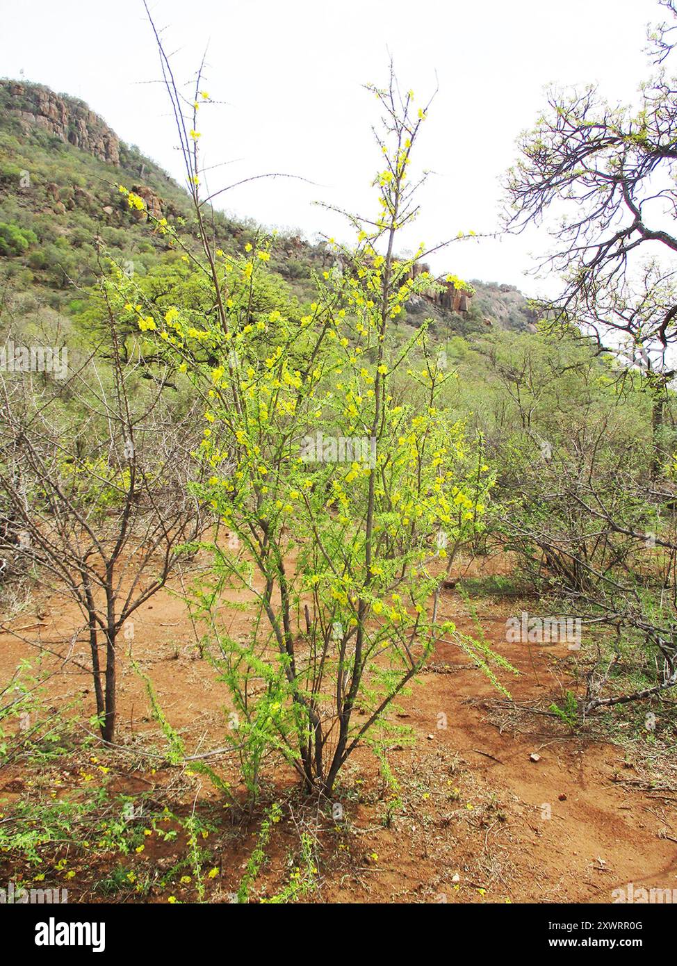 Kalahari Gold (Rhigozum brevispinosum) Plantae Stock Photo - Alamy