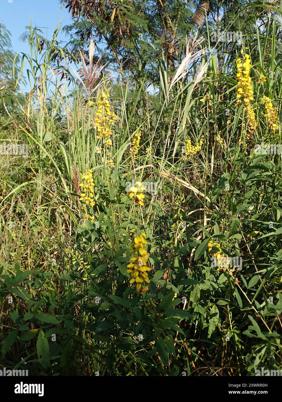 West Indian Rattlebox (Crotalaria trichotoma) Plantae Stock Photo - Alamy