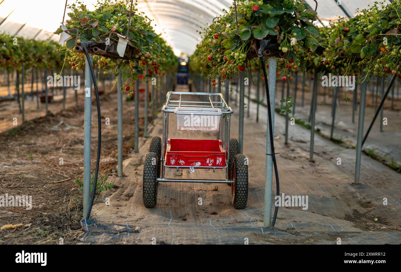 trolle use for picking strawberry Stock Photo - Alamy