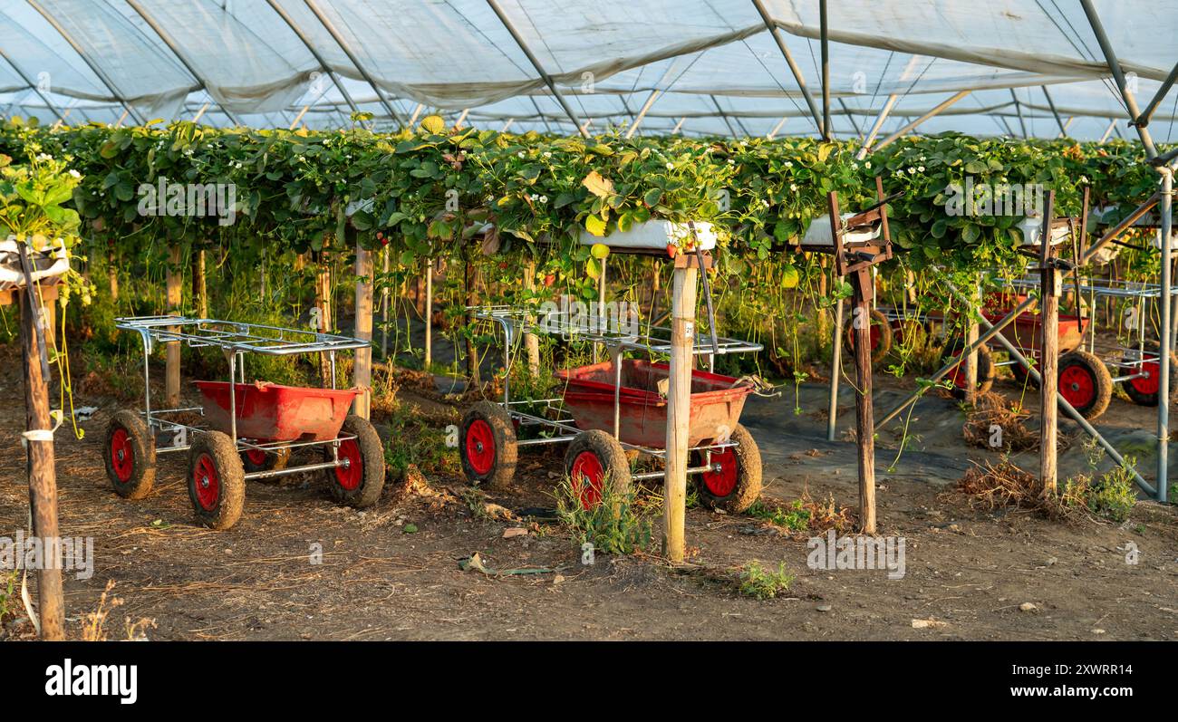 Picking trolley hi-res stock photography and images - Alamy