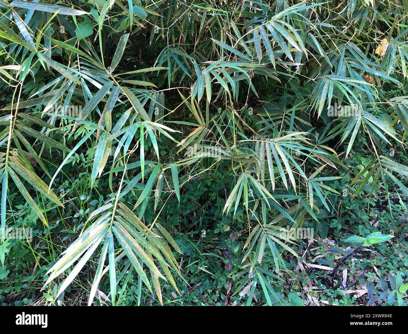 bamboos, canes, and allies (Bambusoideae) Plantae Stock Photo - Alamy