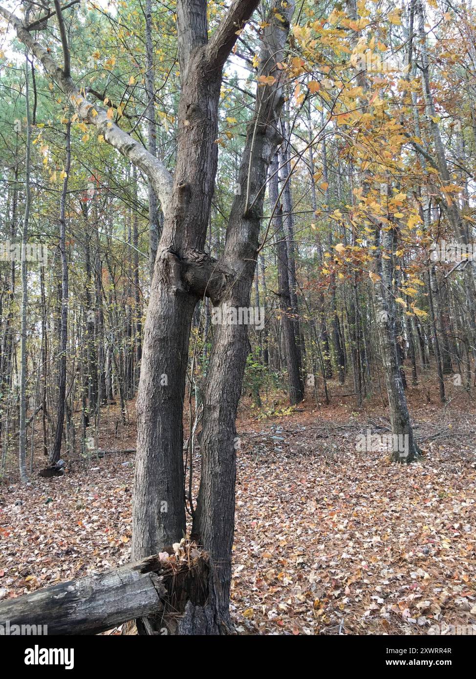 red maple (Acer rubrum) Plantae Stock Photo - Alamy