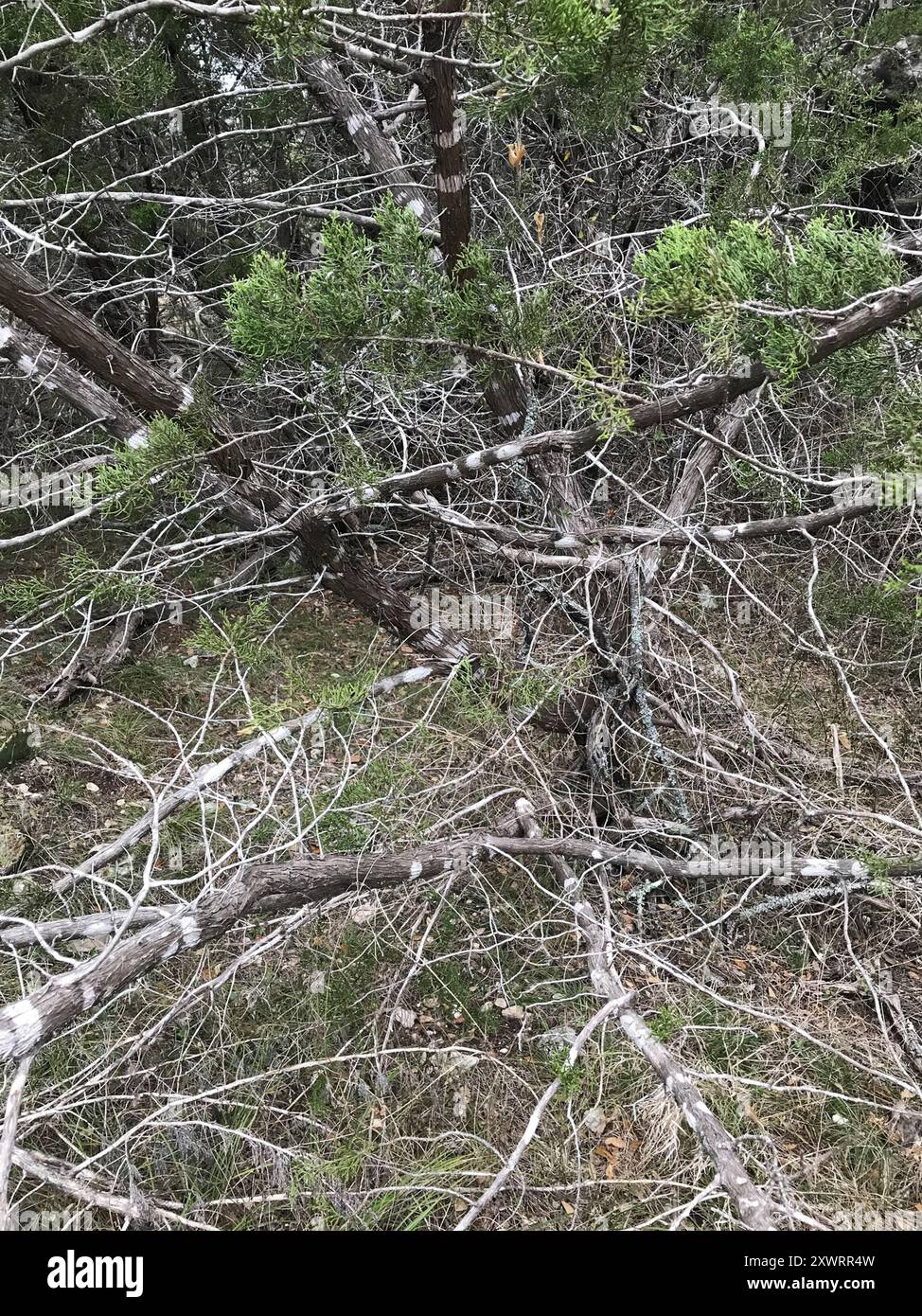 Ashe juniper (Juniperus ashei) Plantae Stock Photo - Alamy