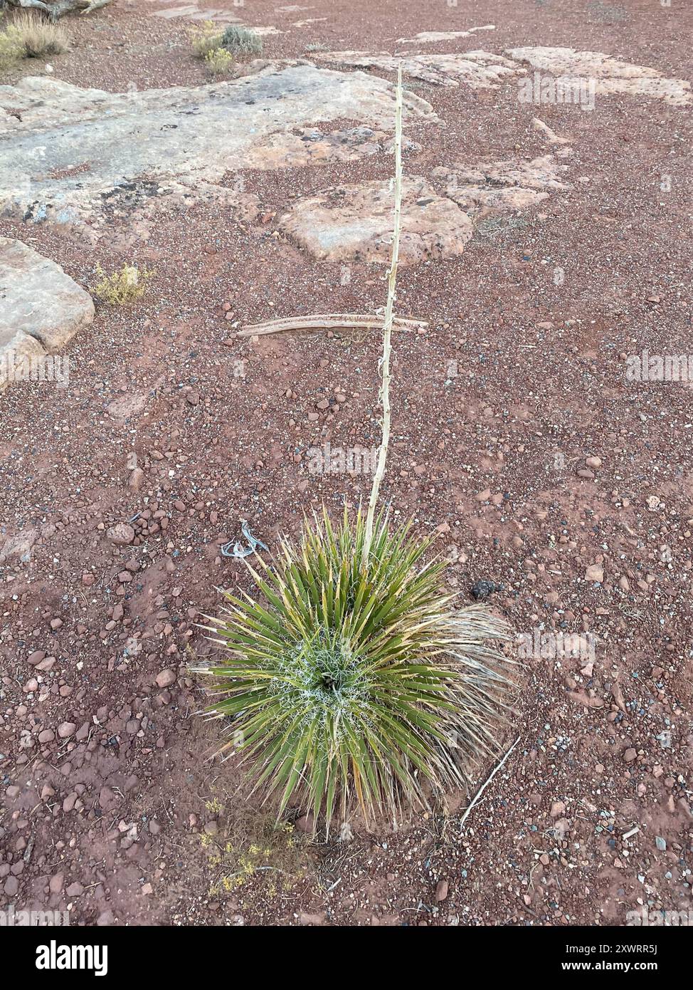 Narrowleaf yucca or fineleaf yucca yucca angustissima hi-res stock ...