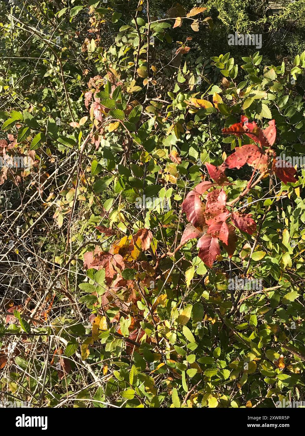 Poison Ivy Leaf Mite (Aculops rhois) Arachnida Stock Photo - Alamy