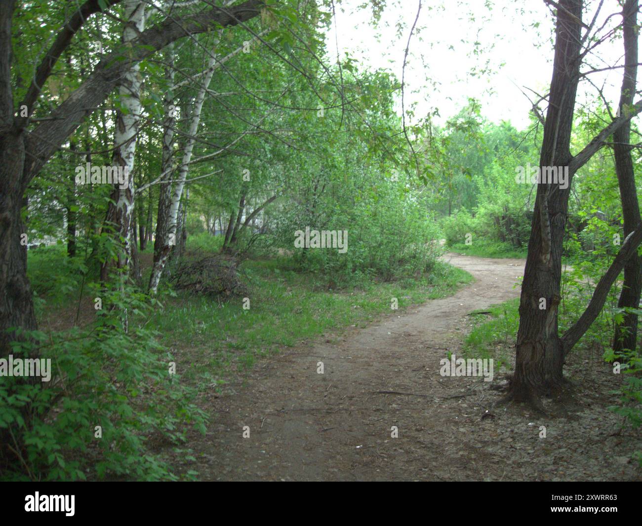 Norway maple (Acer platanoides) Plantae Stock Photo - Alamy
