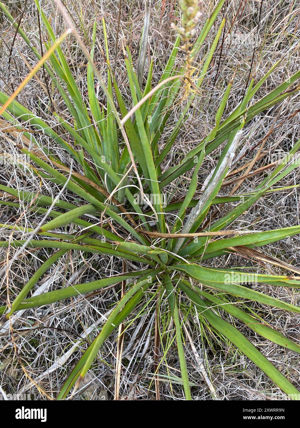 Twisted-leaf Yucca (Yucca rupicola) Plantae Stock Photo - Alamy