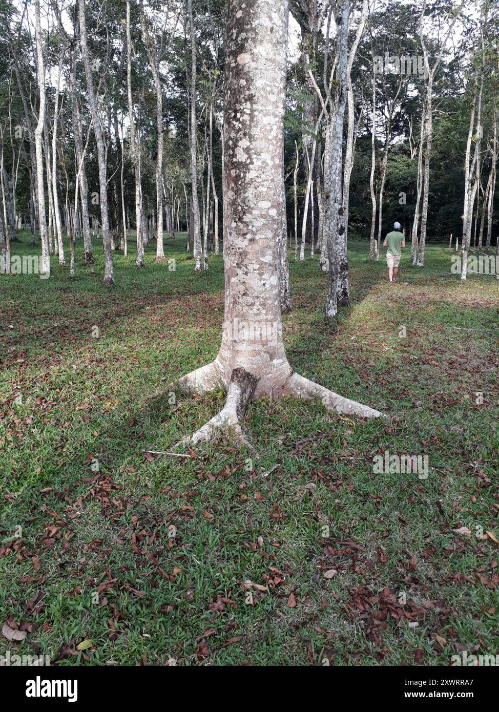 (Jacaranda copaia) Plantae Stock Photo - Alamy