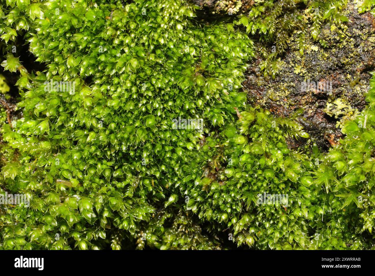 Capillary Thread-moss (Ptychostomum capillare) Plantae Stock Photo - Alamy