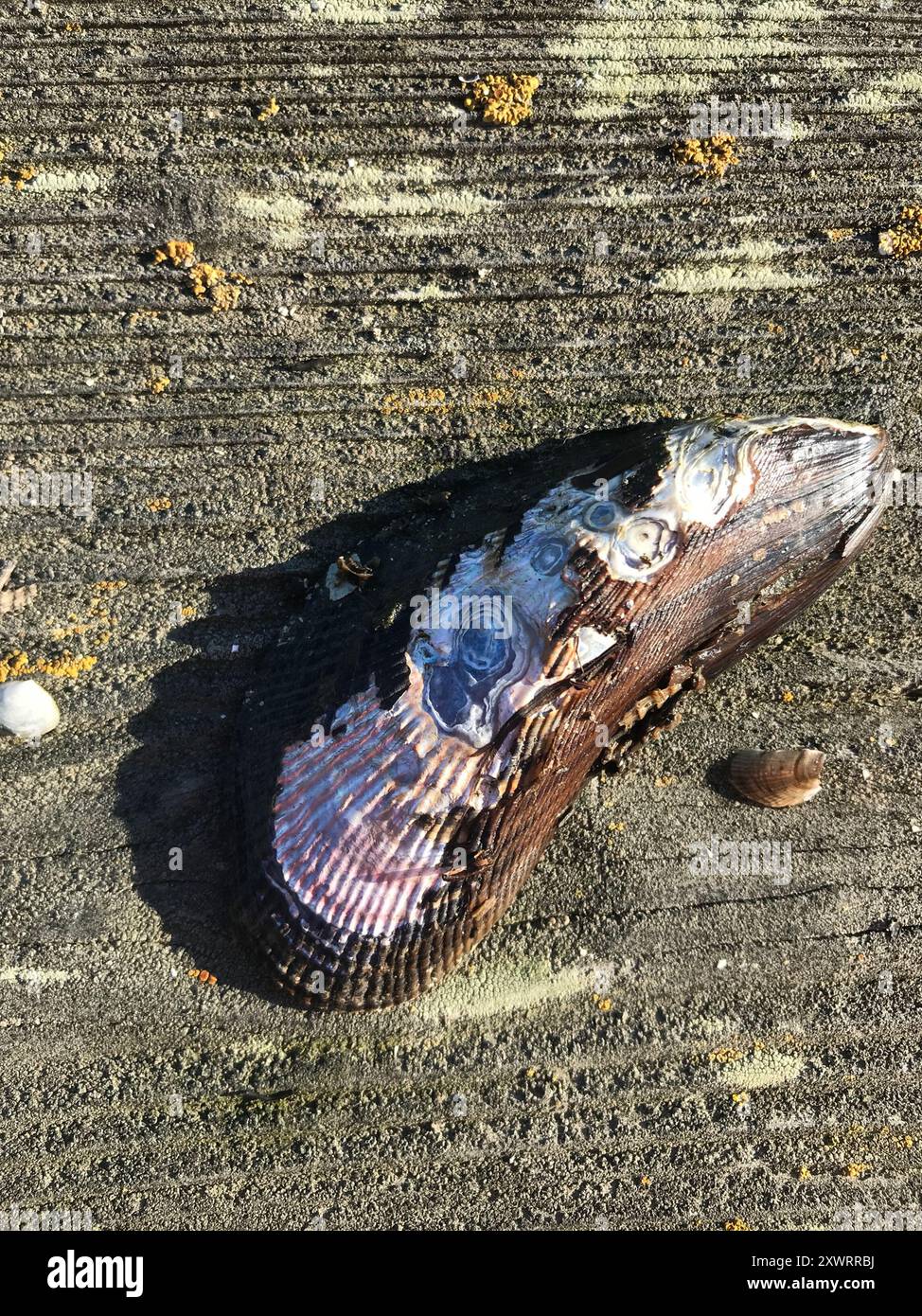 Atlantic Ribbed Mussel (Geukensia demissa) Mollusca Stock Photo - Alamy