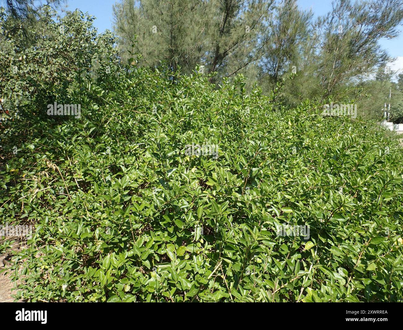 Volkameria inermis hi-res stock photography and images - Alamy
