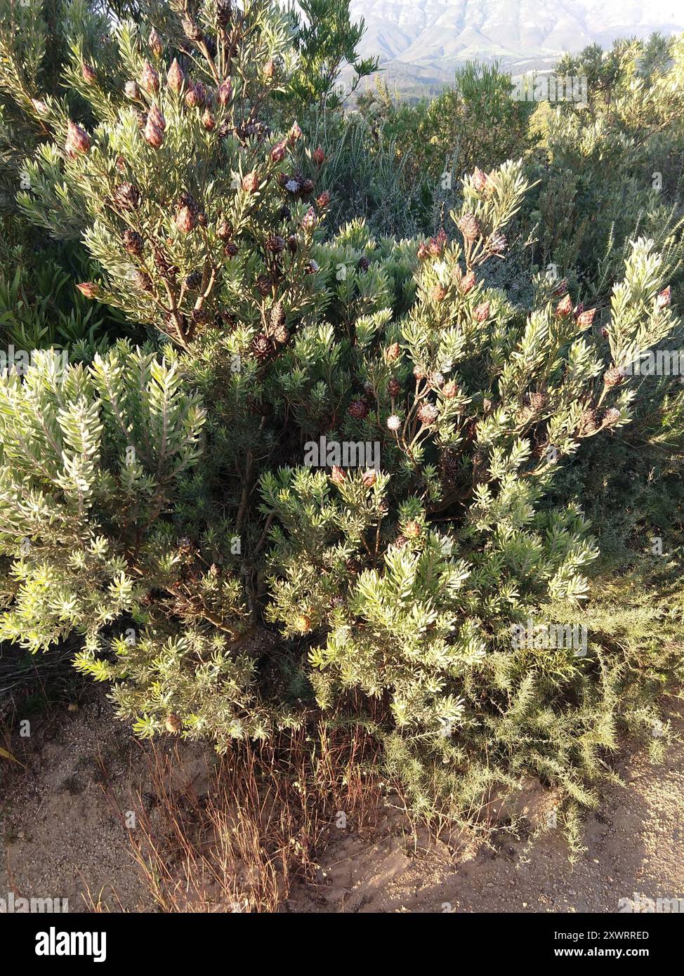 Spinning-top Conebush (Leucadendron rubrum) Plantae Stock Photo - Alamy