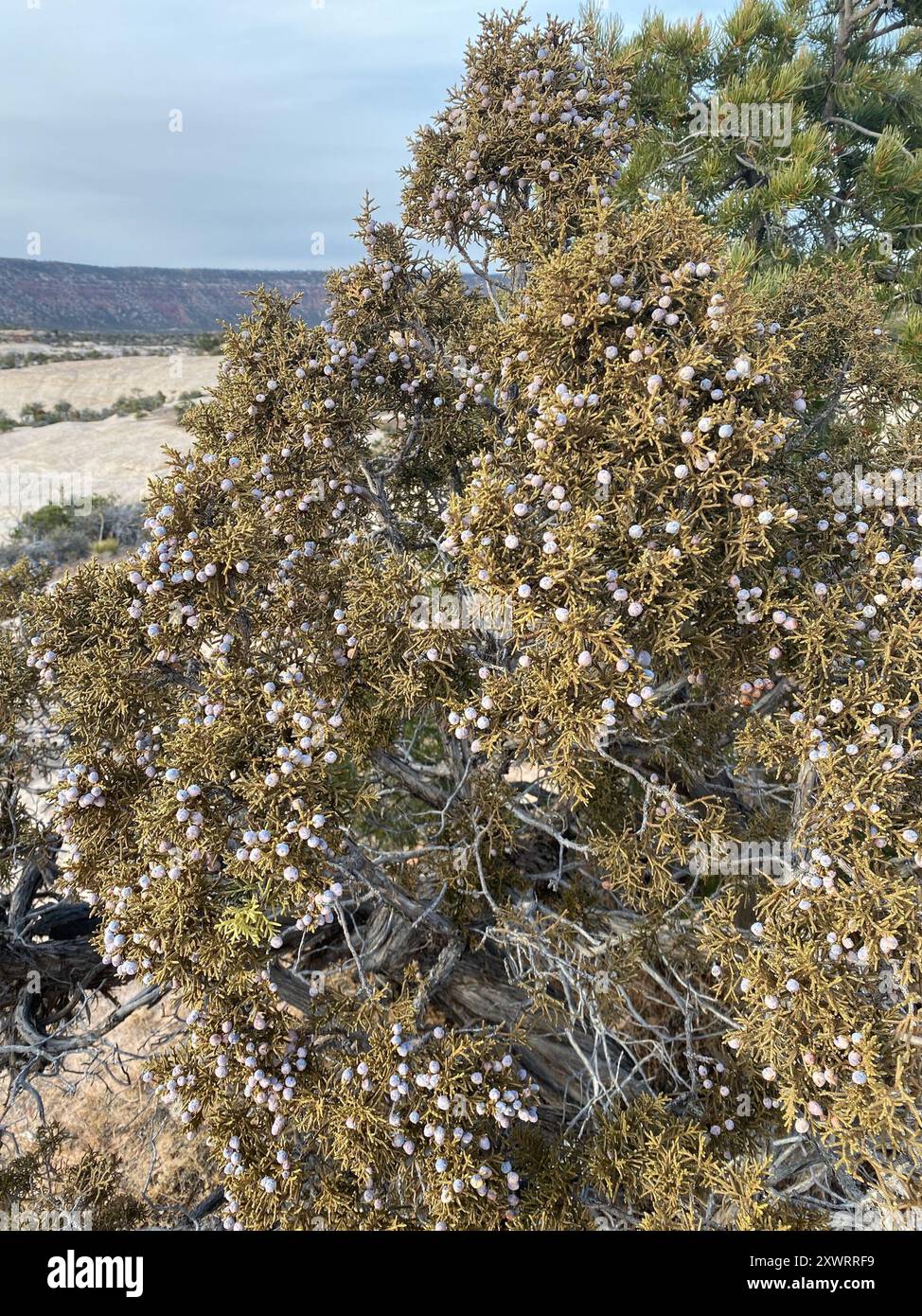 Utah Juniper (Juniperus osteosperma) Plantae Stock Photo - Alamy