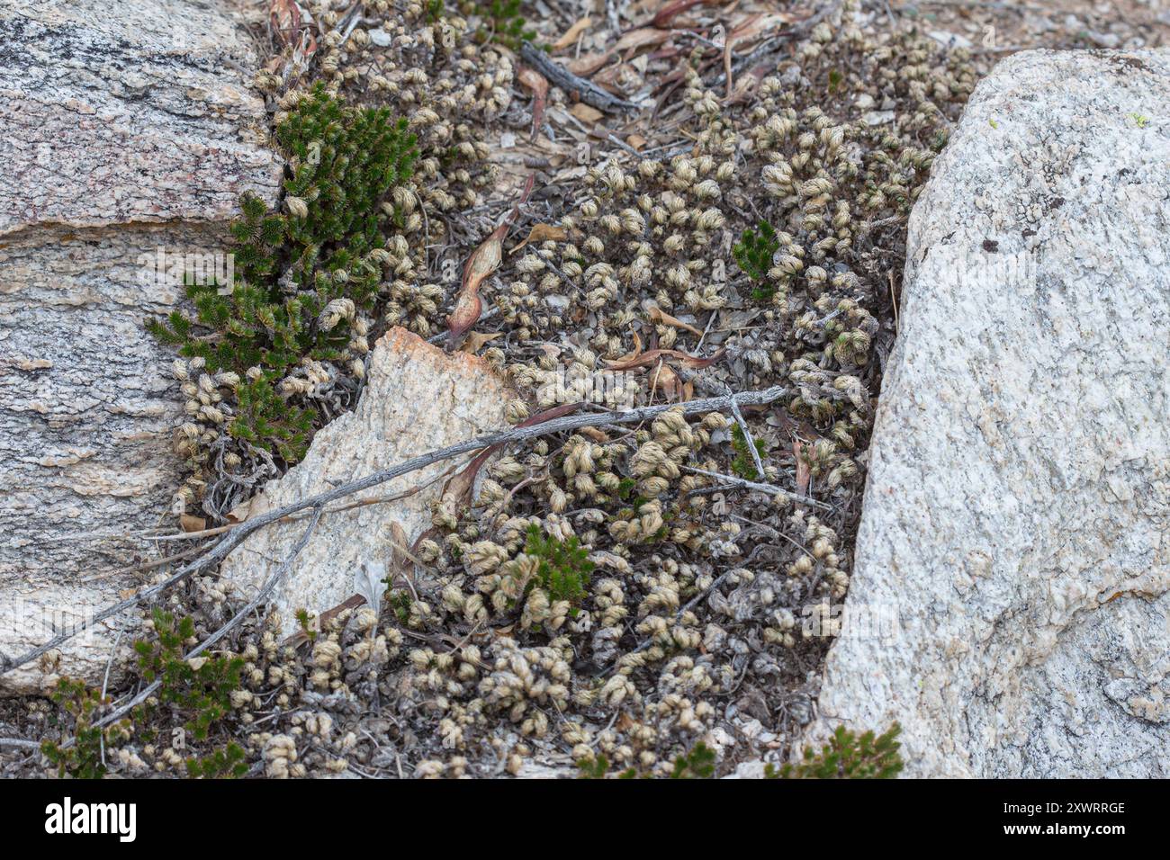 Arizona spikemoss (Selaginella arizonica) Plantae Stock Photo - Alamy