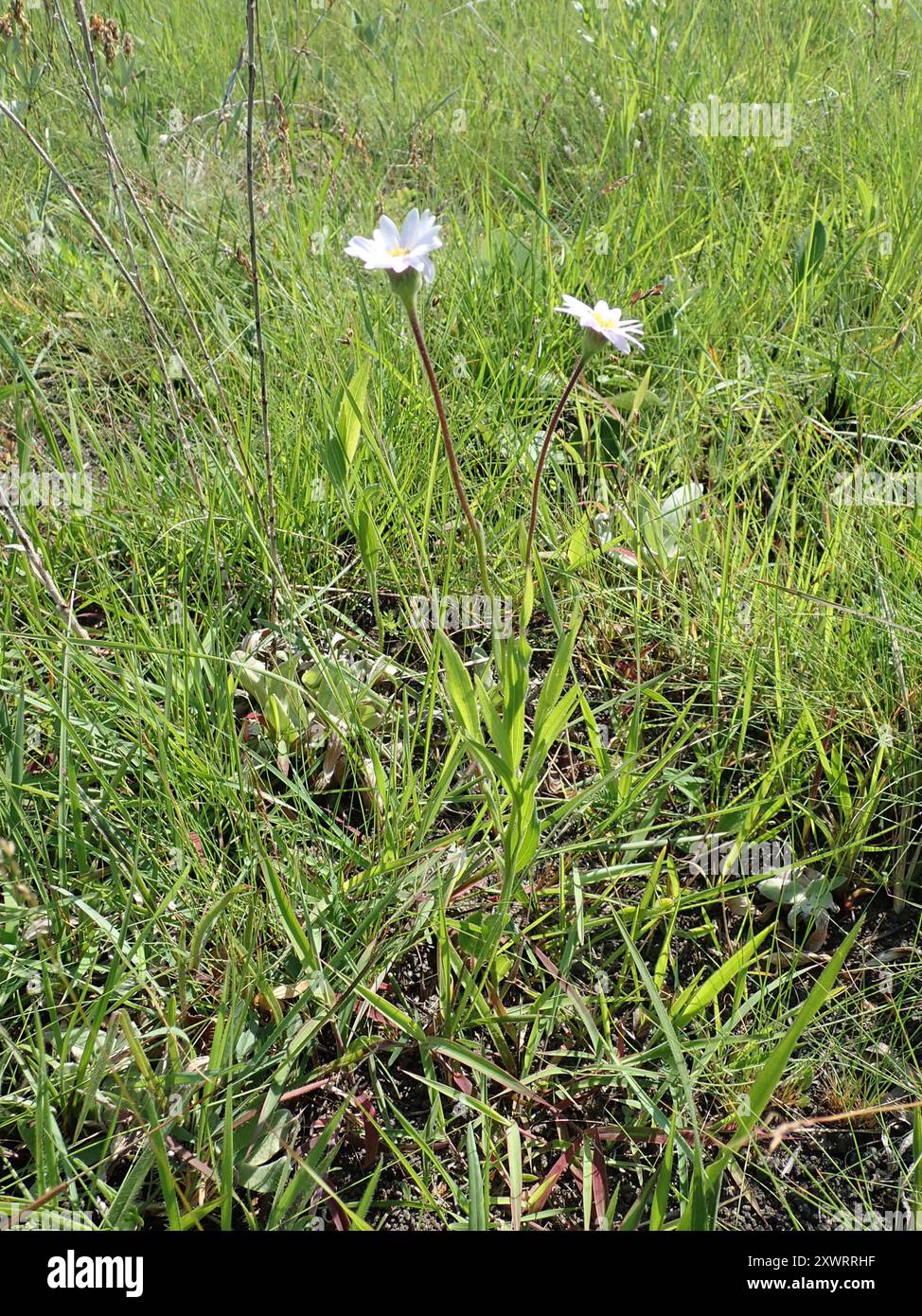 (Afroaster hispidus) Plantae Stock Photo - Alamy