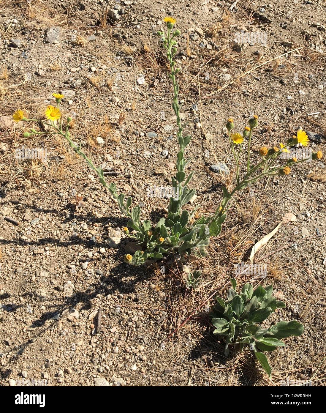 Telegraphweed (Heterotheca grandiflora) Plantae Stock Photo - Alamy