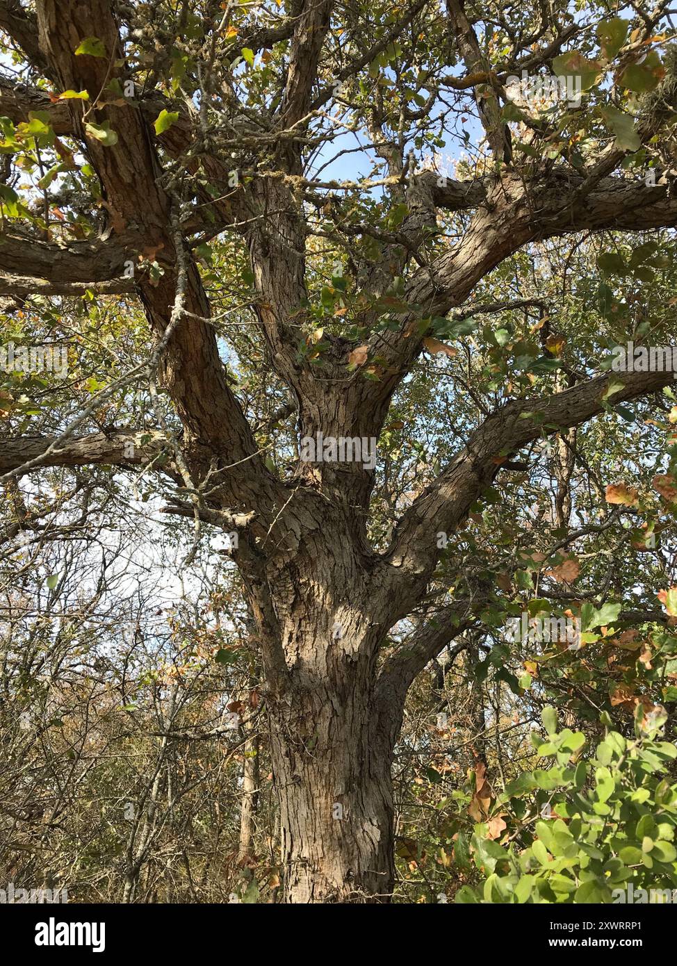 bastard oak (Quercus sinuata) Plantae Stock Photo - Alamy