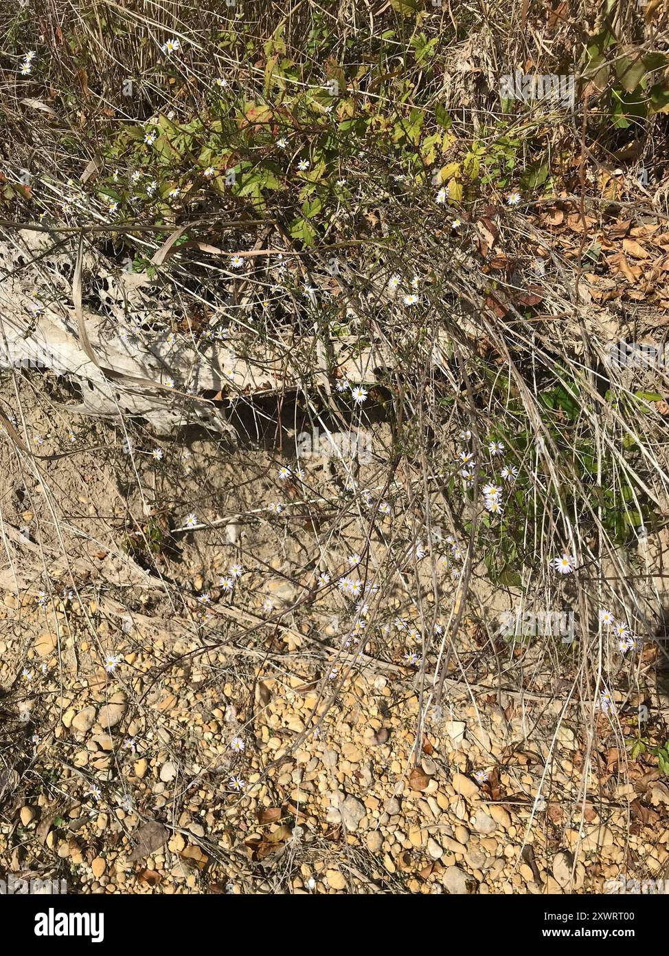asters and allies (Astereae) Plantae Stock Photo - Alamy