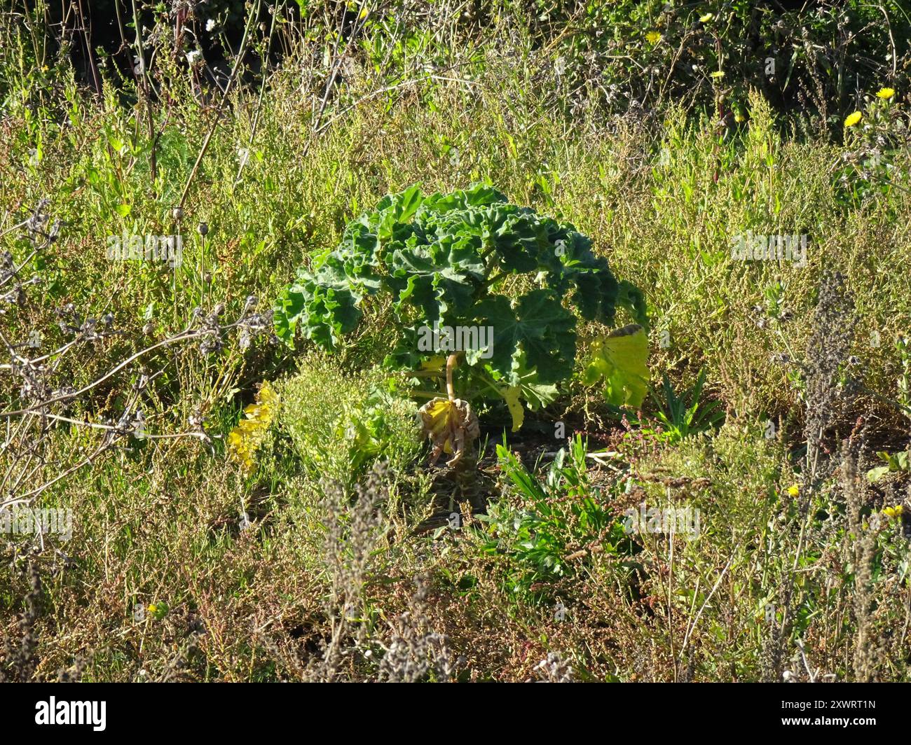 Tree Mallow (Malva arborea) Plantae Stock Photo - Alamy