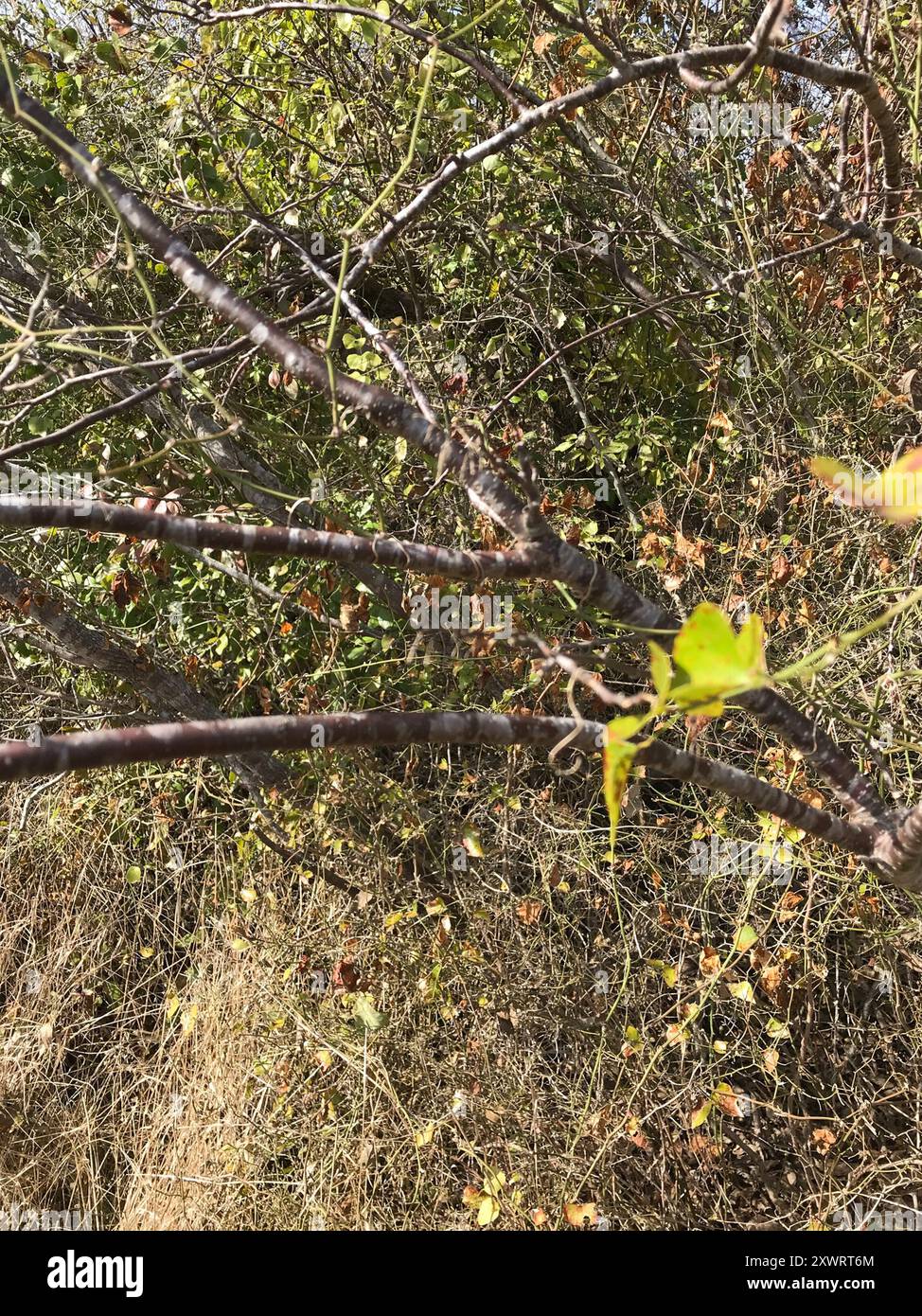 common hoptree (Ptelea trifoliata) Plantae Stock Photo - Alamy