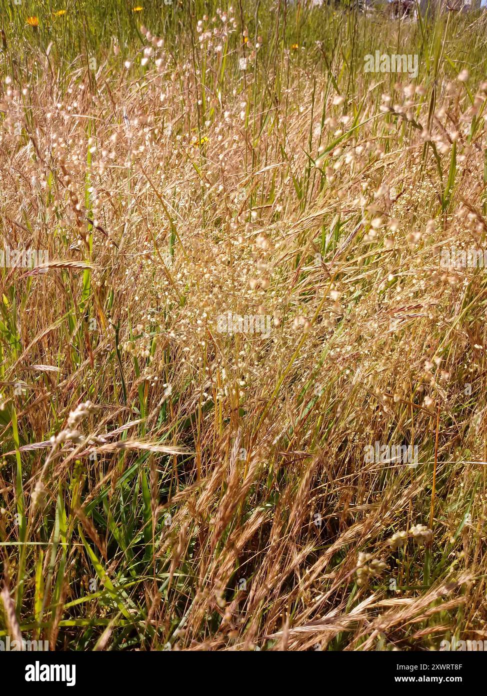 grasses (Poaceae) Plantae Stock Photo - Alamy