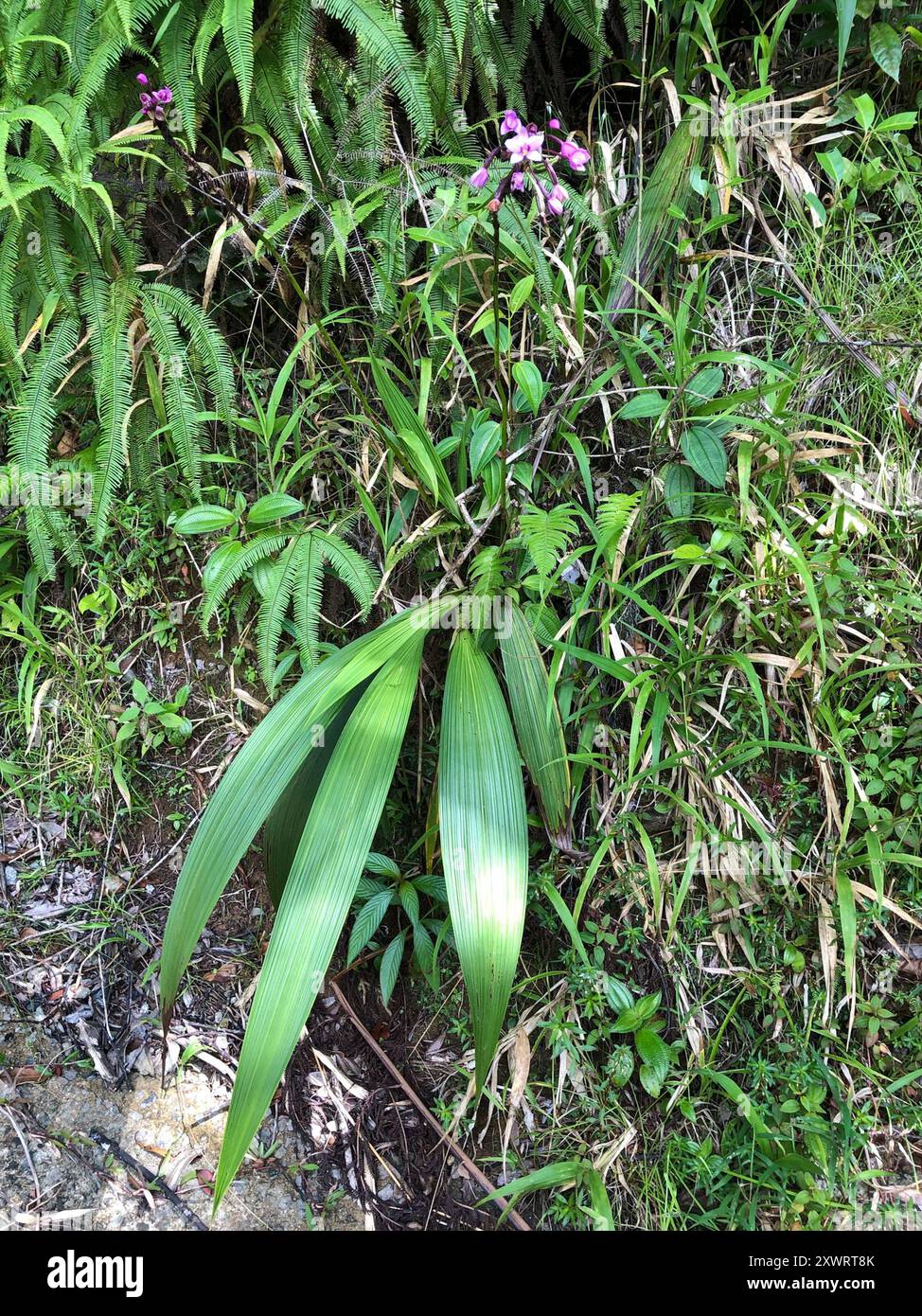 Philippine Ground Orchid (Spathoglottis plicata) Plantae Stock Photo ...
