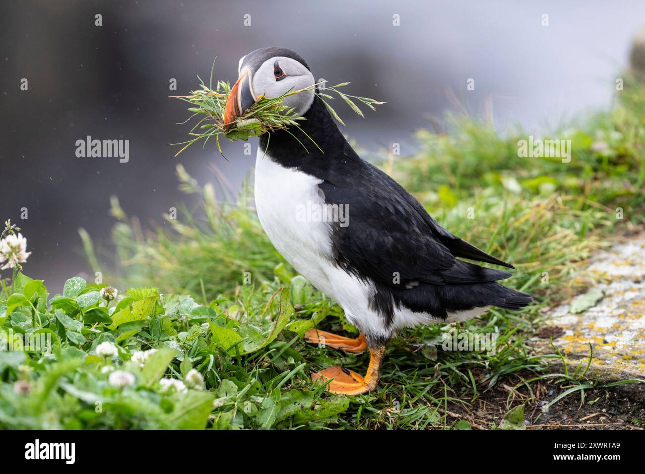 Puffins searching for nesting material and digging burrows at Maberly ...