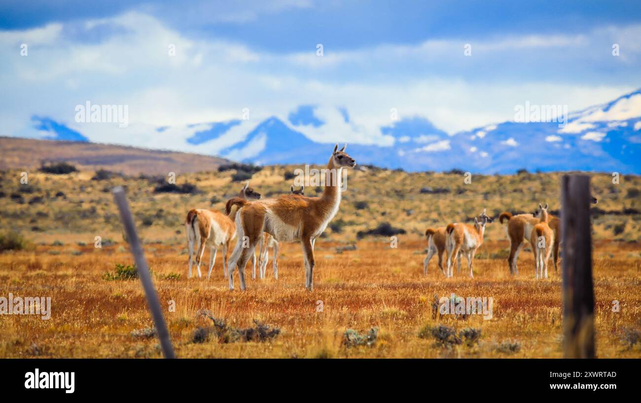 Wild and Beautiful Guanaco with the Mountains on the Background in the ...