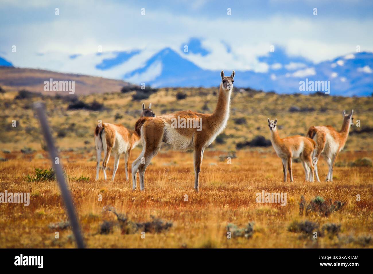 Wild and Beautiful Guanaco with the Mountains on the Background in the ...