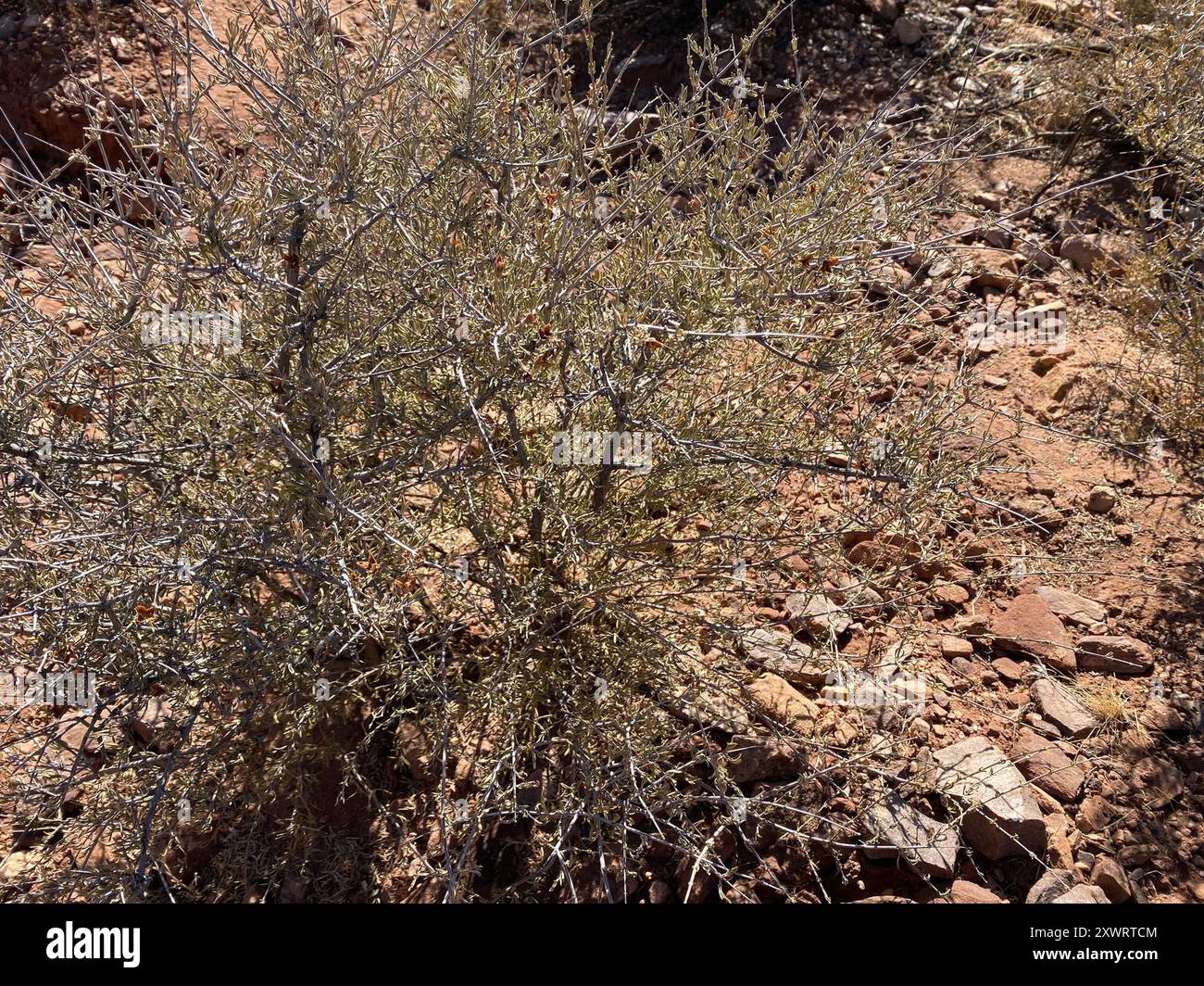 vascular plants (Tracheophyta) Plantae Stock Photo - Alamy