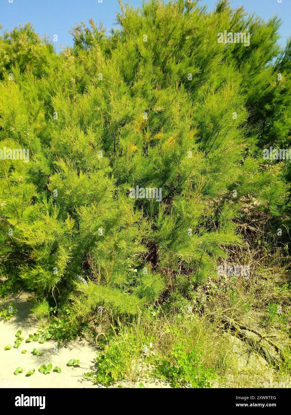 French tamarisk (Tamarix gallica) Plantae Stock Photo - Alamy