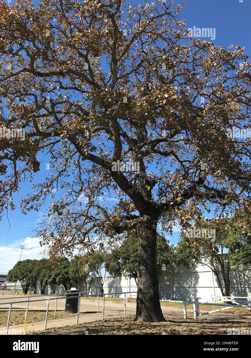 post oak (Quercus stellata) Plantae Stock Photo - Alamy