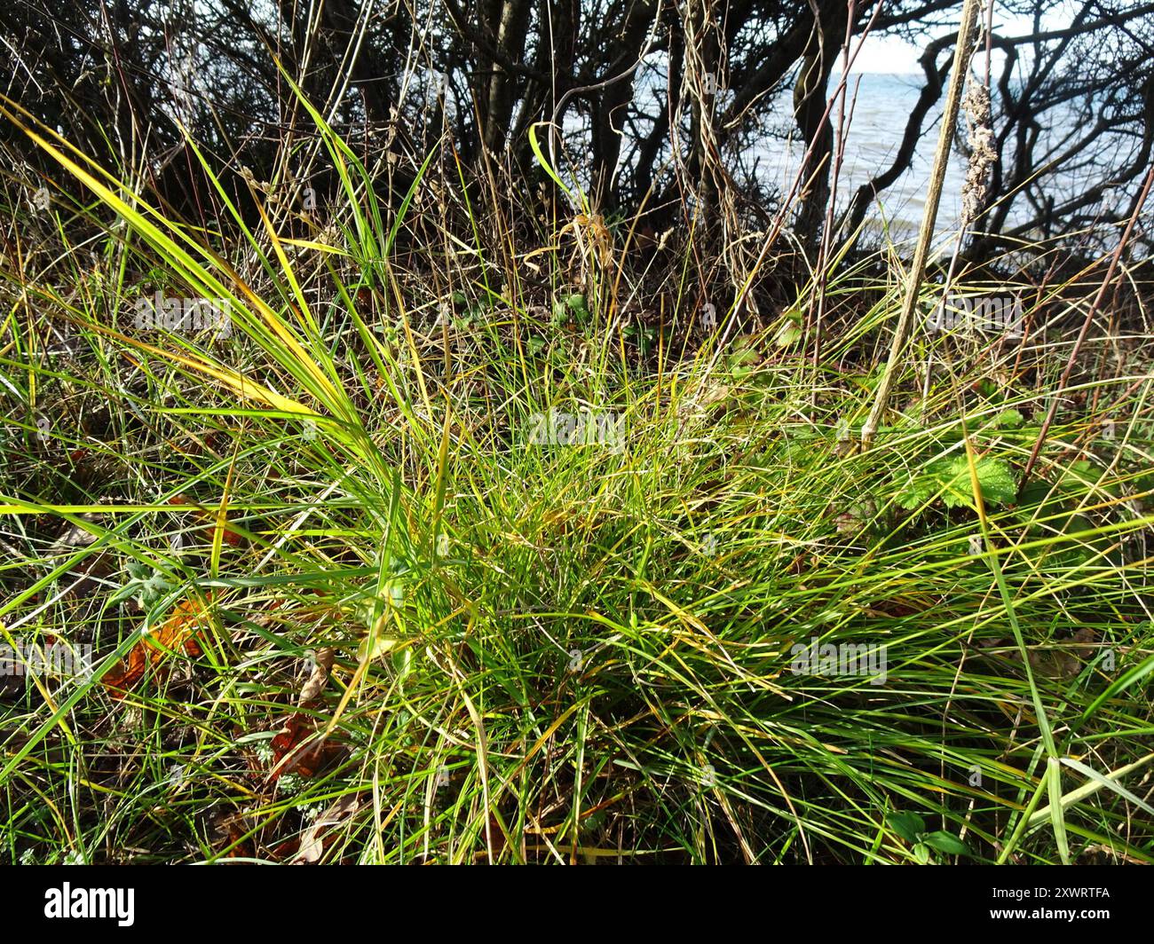 Grey Sedge (Carex divulsa) Plantae Stock Photo - Alamy