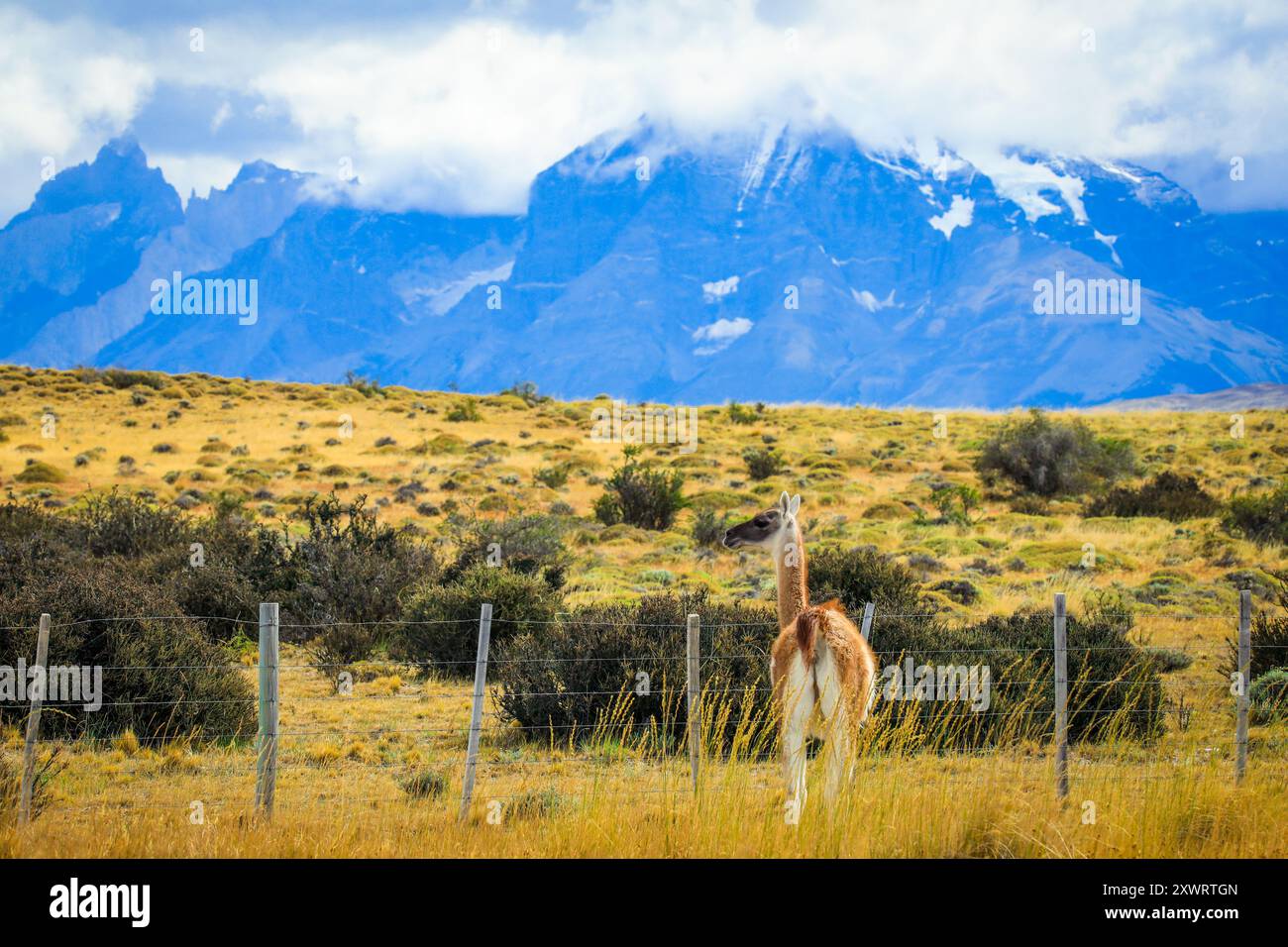 Wild and Beautiful Guanaco with the Mountains on the Background in the ...