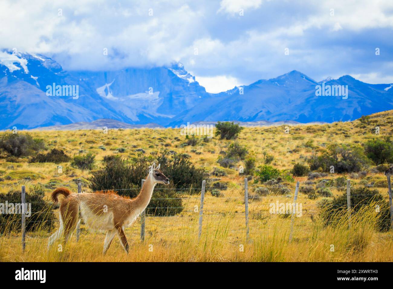 Wild and Beautiful Guanaco with the Mountains on the Background in the ...