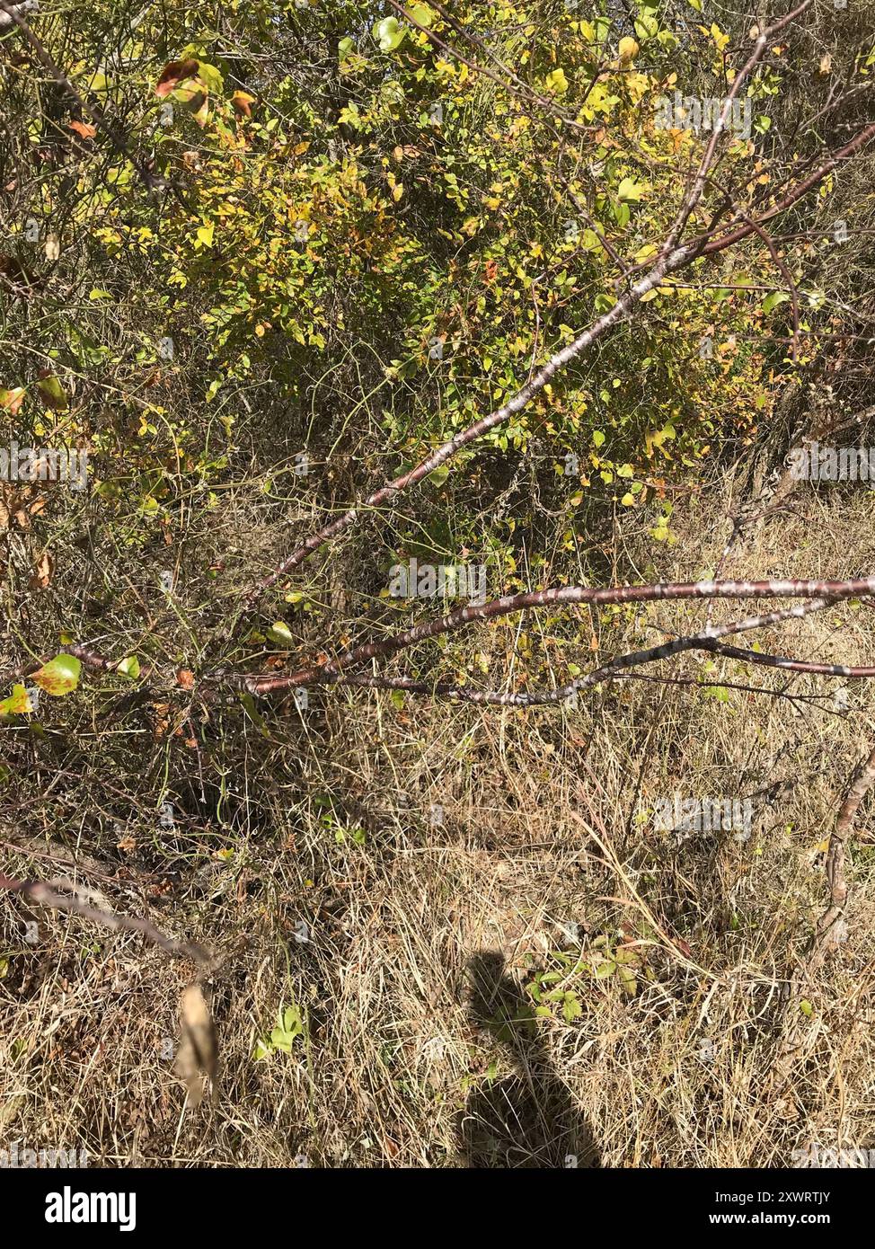 common hoptree (Ptelea trifoliata) Plantae Stock Photo - Alamy