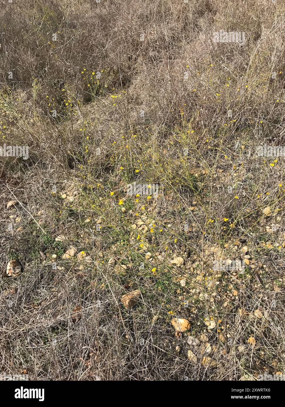 prairie broomweed (Amphiachyris dracunculoides) Plantae Stock Photo - Alamy
