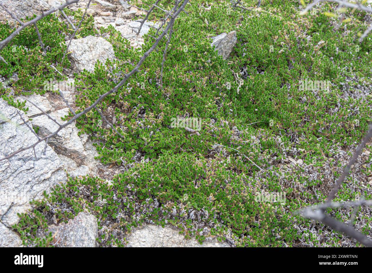 Arizona spikemoss (Selaginella arizonica) Plantae Stock Photo - Alamy
