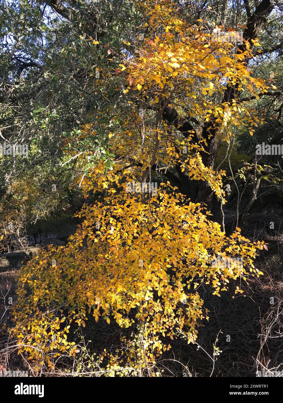 Cedar Elm (Ulmus crassifolia) Plantae Stock Photo - Alamy