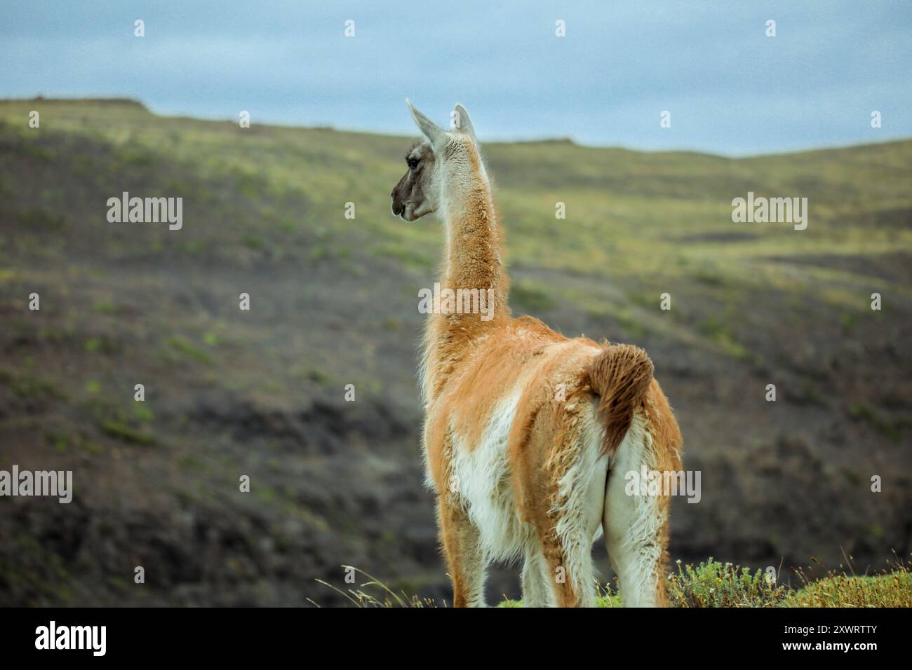Wild and Beautiful Guanaco with the Mountains on the Background in the ...