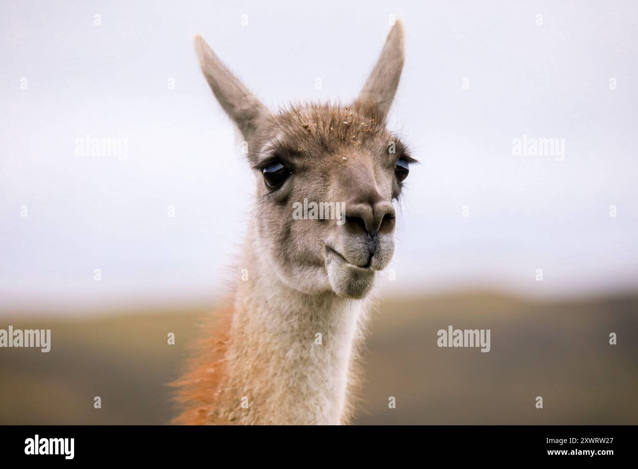 Wild and Beautiful Guanaco with the Mountains on the Background in the ...