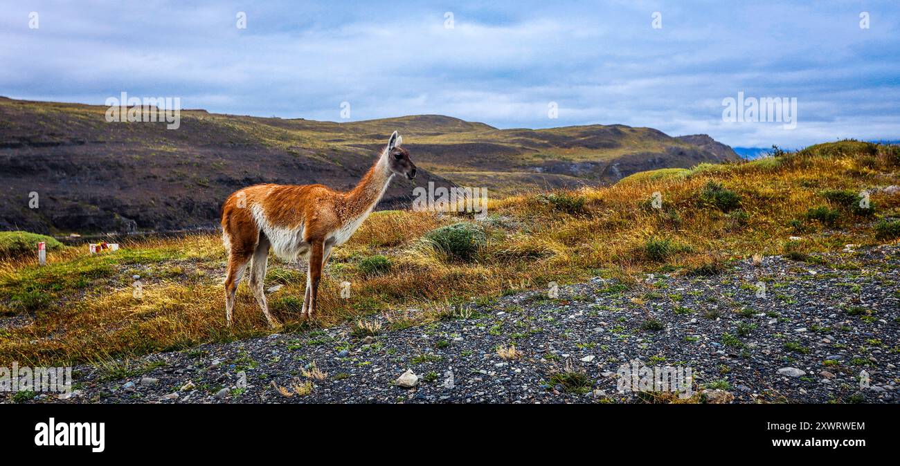 Wild and Beautiful Guanaco with the Mountains on the Background in the ...