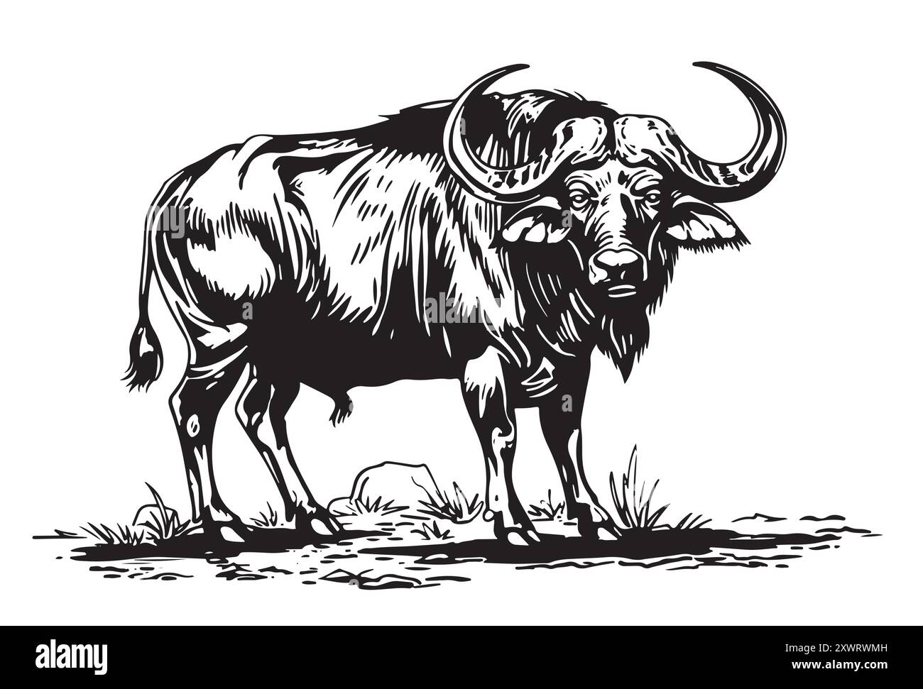Buffalo drawn Black and White Stock Photos & Images - Alamy