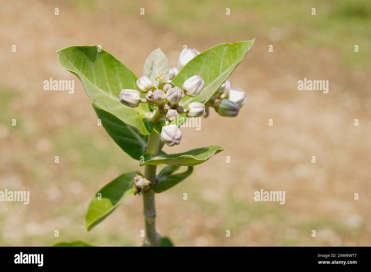 Flowering buds emerging hi-res stock photography and images - Alamy