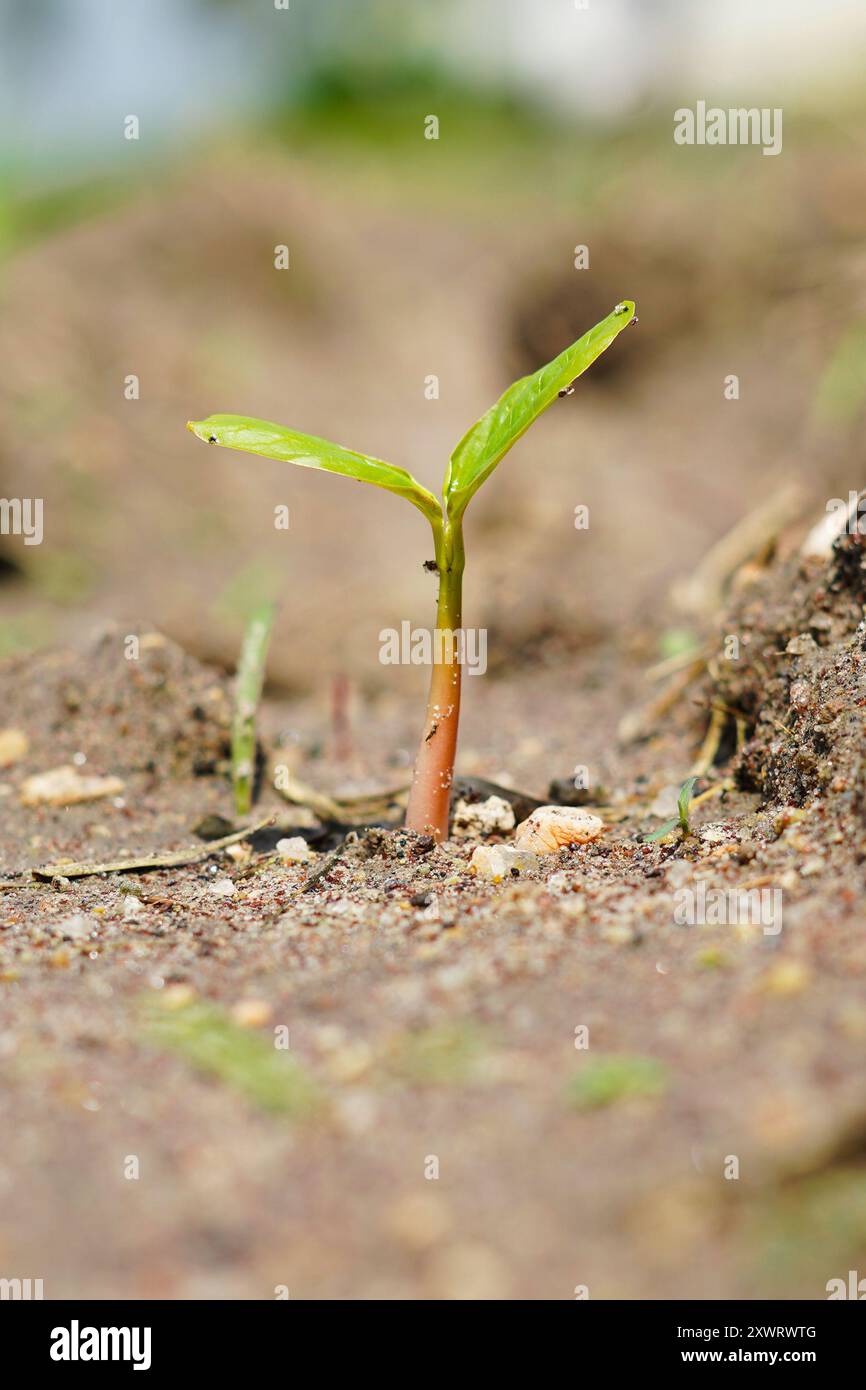 Soild plant hi-res stock photography and images - Alamy