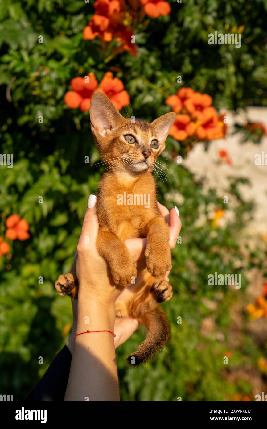 Close up male abyssinian hi-res stock photography and images - Alamy